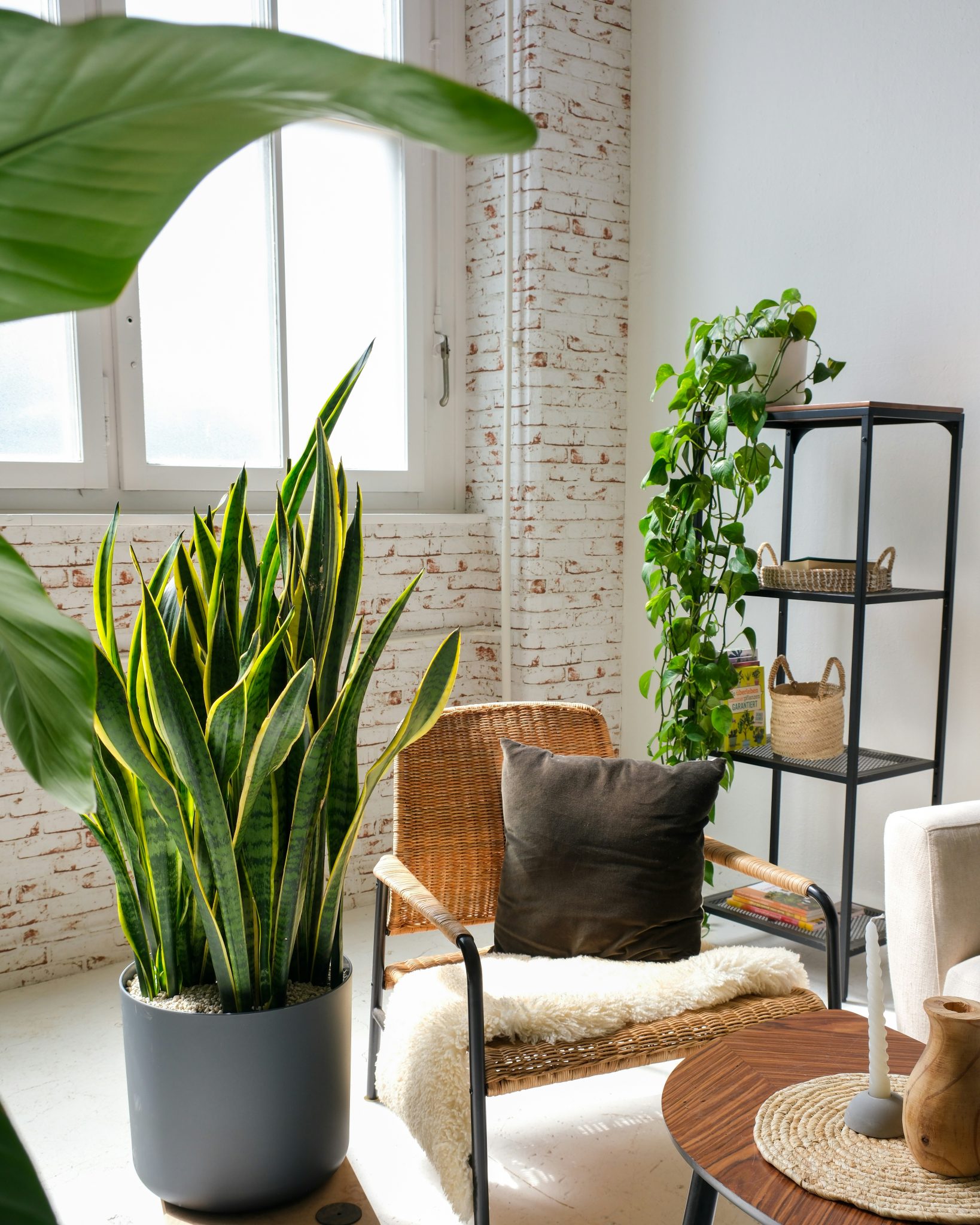 Transform Your Living Room with Cozy Plant Decor – The Greennest